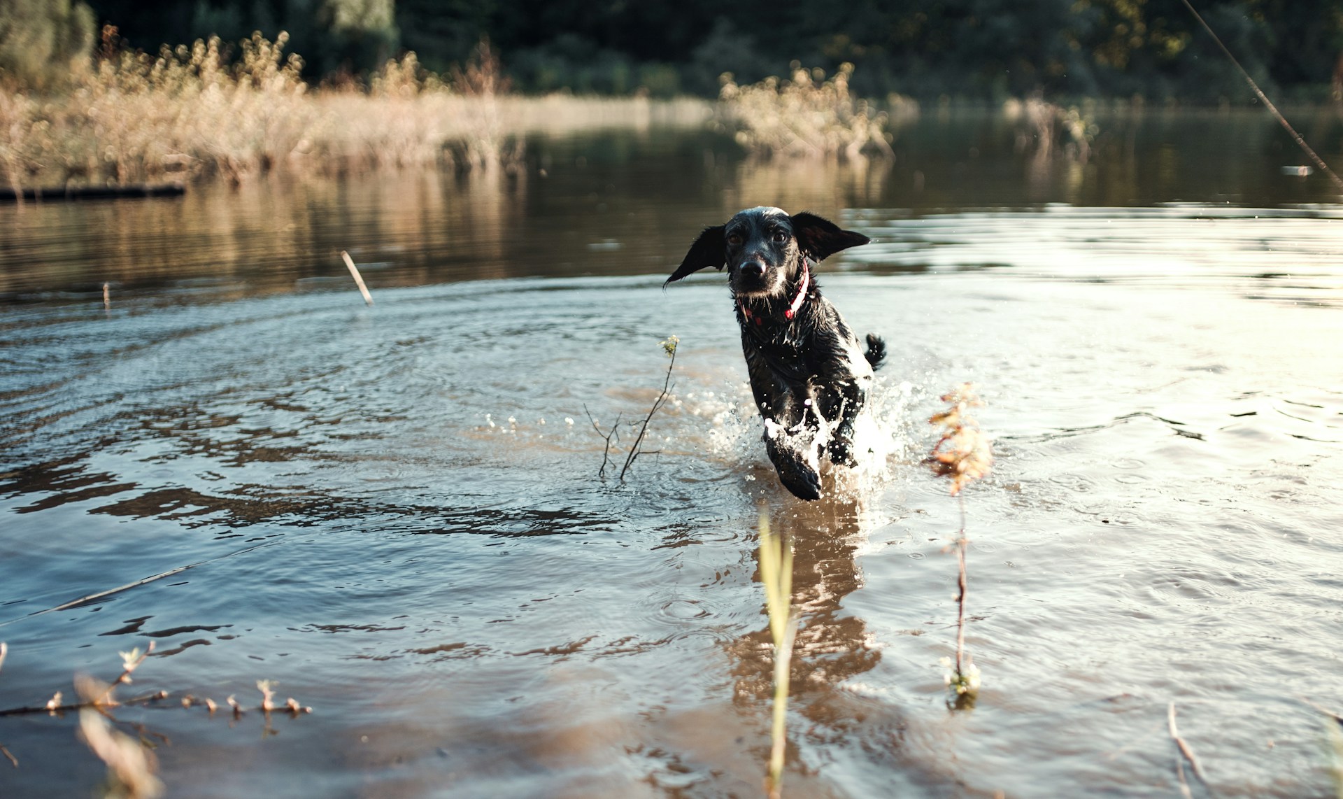 The Purpose and Benefits of Pet Rehabilitation Therapy - Vital Pets ...