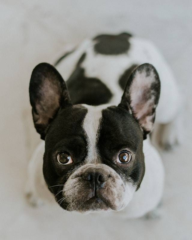 What Frenchie Owners Should Know About Spinal Health - Vital Pets Wellness